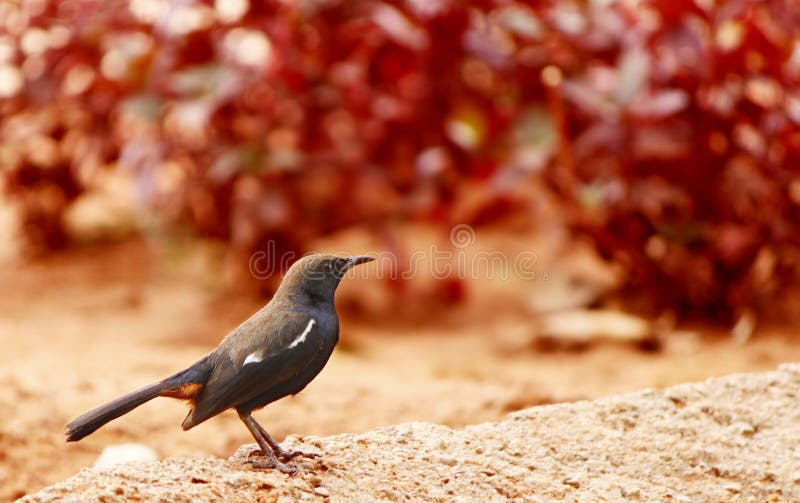 Tropical Bird (Indian Robin Female) Stock Image - Image of summer ...