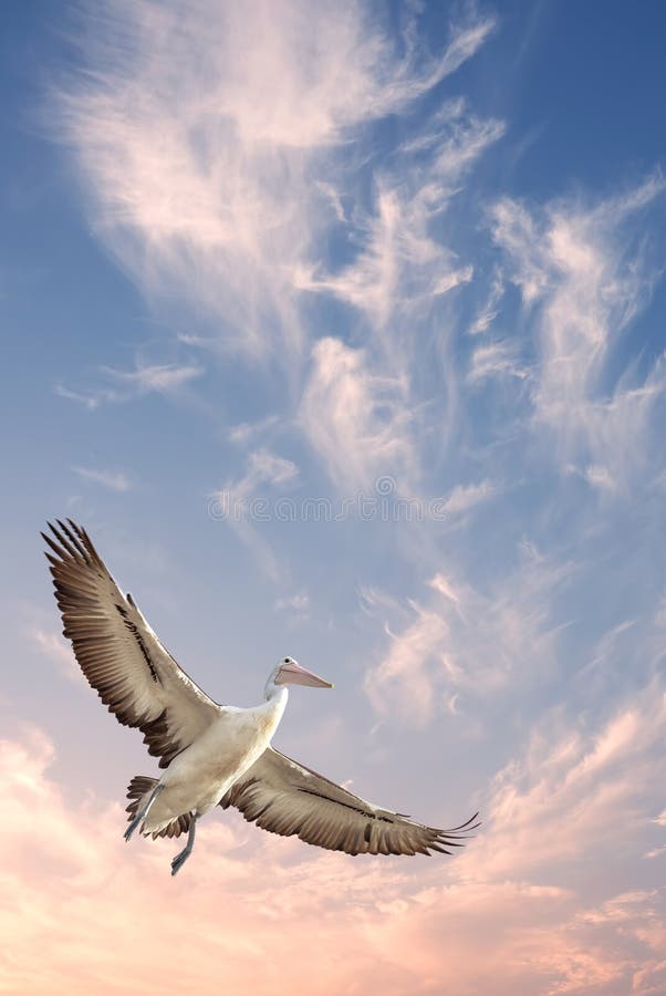Tropical Bird Over Cloudy Sky Background Stock Photo - Image of reserve ...