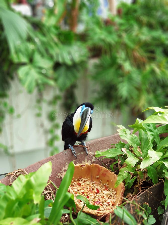 Tropical Bird Pecan in a Cage Stock Image - Image of green, pecan ...