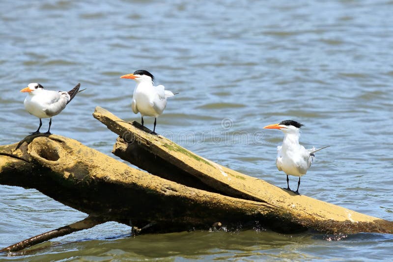 Tropical Bird Royal Tern, Costa Rica Stock Image - Image of tropical ...