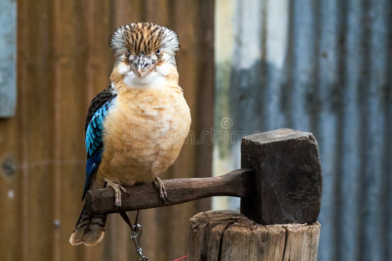 A Tropical Bird Sitting on a Mallet Stock Image - Image of chief ...