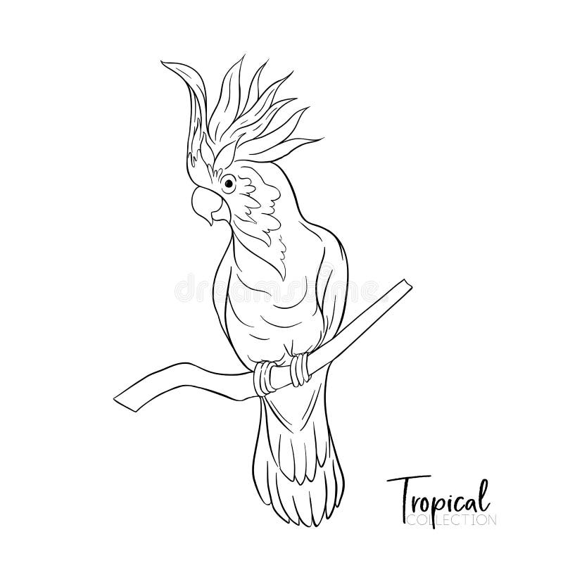 Cockatoo Outline Stock Illustrations – 745 Cockatoo Outline Stock ...