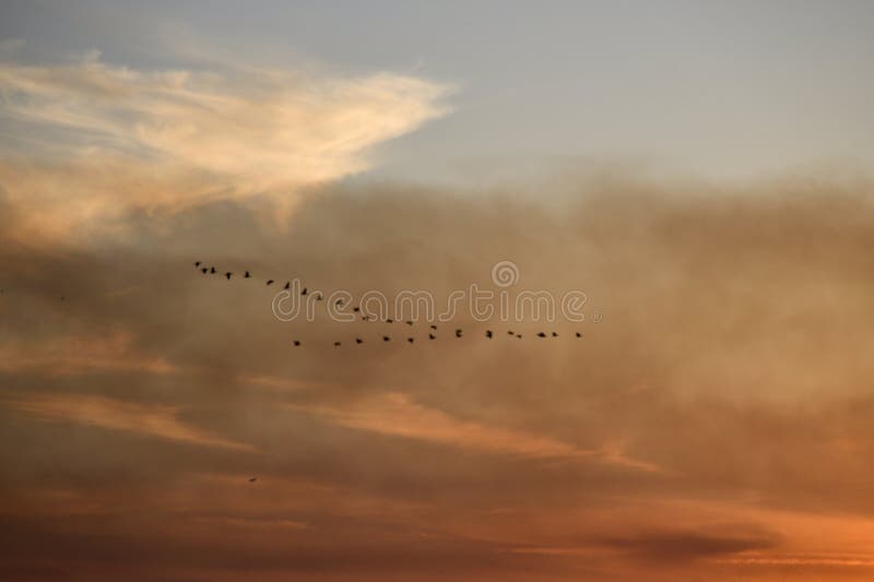 Birds Migrating Over the River Stock Photo - Image of dusk, migrating ...