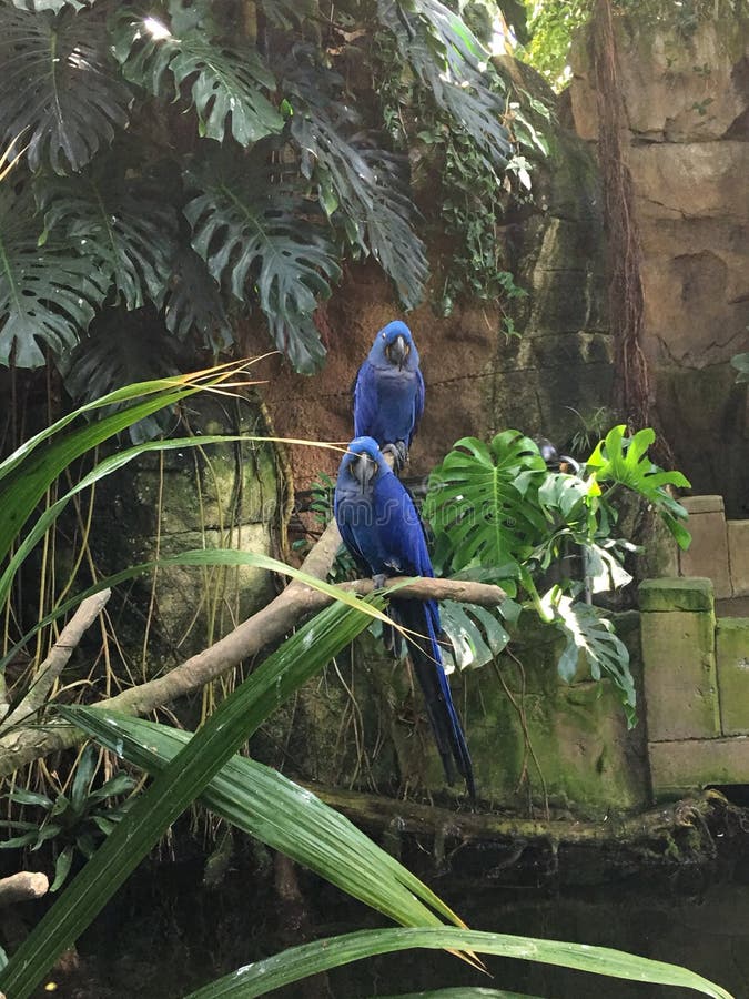 Tropical blue bird stock photo. Image of nature, gardens - 105598024