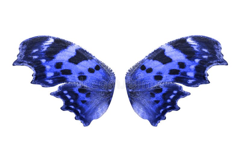 Tropical Blue Butterfly. Isolated on White Stock Image - Image of ...