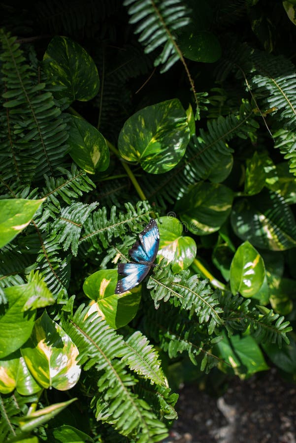 Tropical Blue Butterfly Morpho Stock Image - Image of butterfly ...
