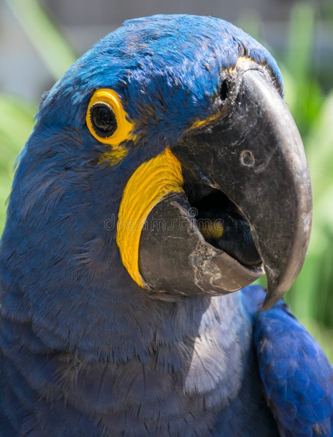 Blue parrot stock photo. Image of blue, portrait, bird - 135330408