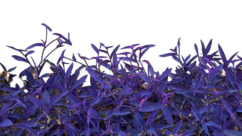 Tropical Blue Plants Isolated Photo Stock Photo - Image of plant, blue ...