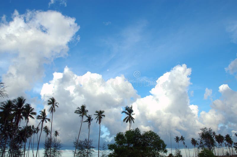 Tropical blue skies stock photo. Image of malaysia, skies - 87946