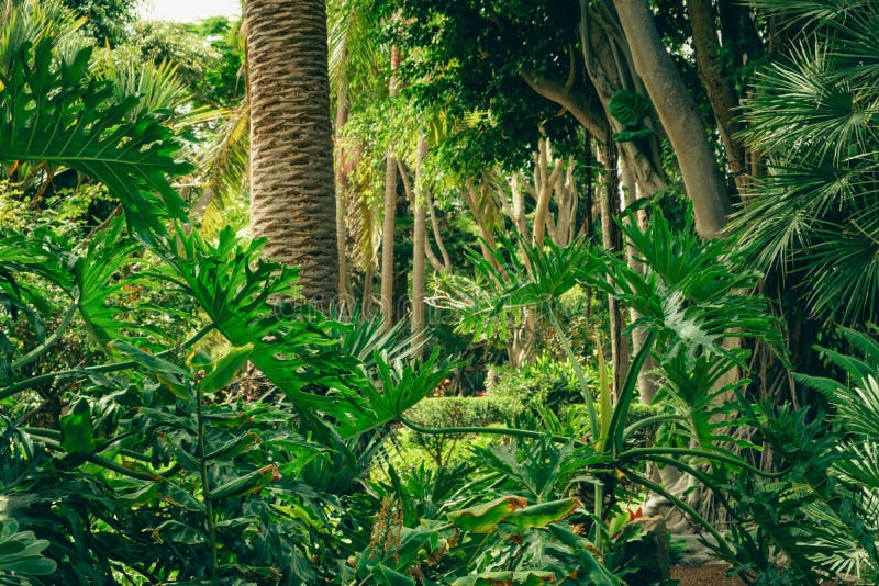 Tropical Botanical Garden, Flora of Canary Islands Stock Image - Image ...