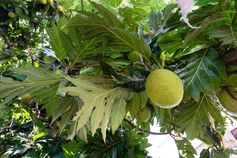 Breadfruit tree stock image. Image of grow, altilis, import - 2449455