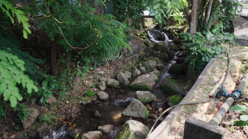 Tropical Breadfruit Tree with Large Glossy Leaves and Unripe Fruit ...