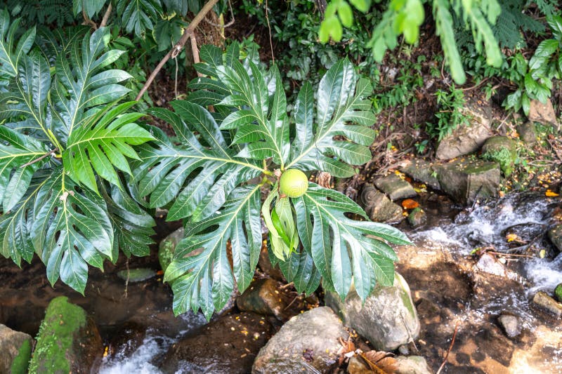 Tropical Breadfruit Tree with Large Glossy Leaves and Unripe Fruit ...