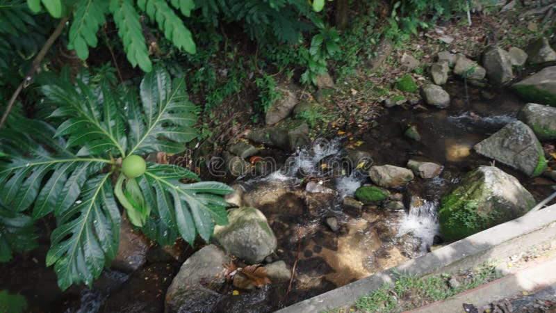 Tropical Breadfruit Tree with Large Glossy Leaves and Unripe Fruit ...