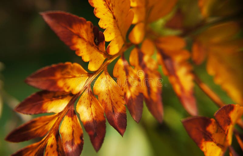 Tropical Bright Golden Leaf Stock Image - Image of colorful, background ...