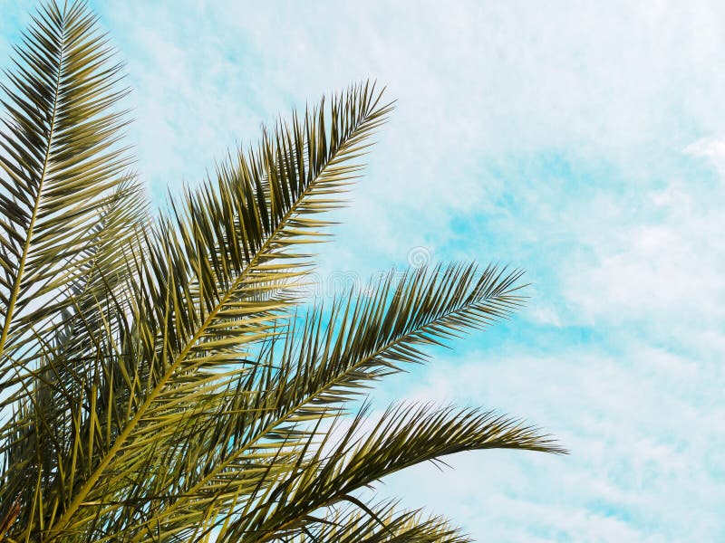 Tropical Bright Palm Leaf in the Sunbeams, Floral Exotic Pattern ...