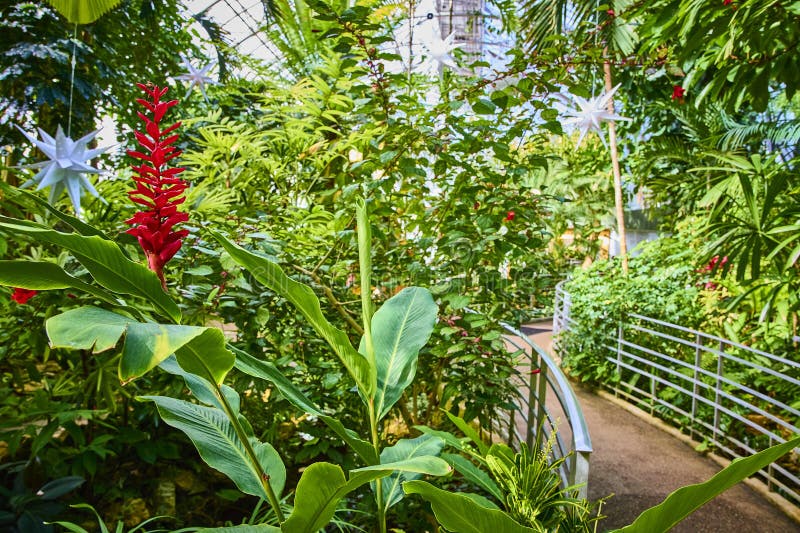 Tropical Bromeliad Focus in Lush Greenhouse Pathway Perspective Stock Photo - Image of seasonal ...