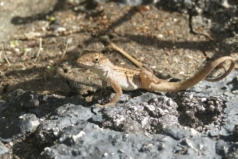 Brown Lizard on Ground, Closeup Stock Photo - Image of brown, fauna ...