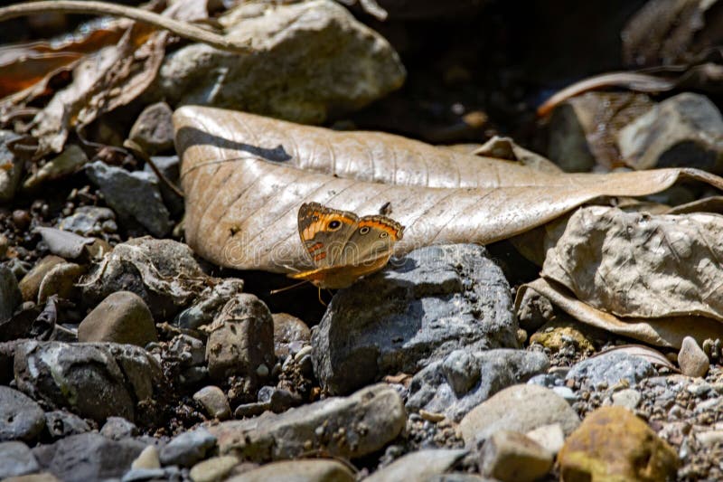 Tropical Buckeye Butterfly, Juniona Evarete Stock Photo - Image of ...
