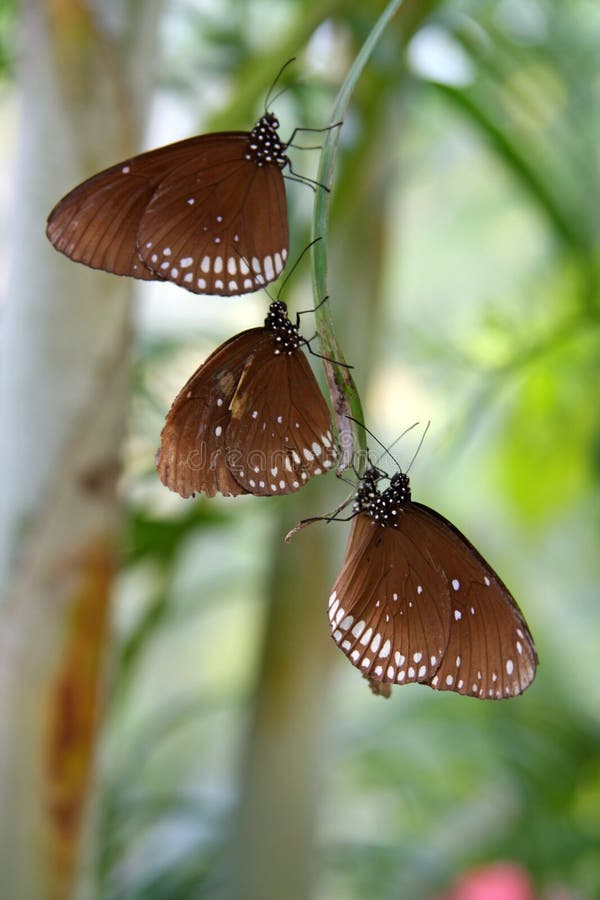 Tropical butterflies stock photo. Image of exoticism - 13912996