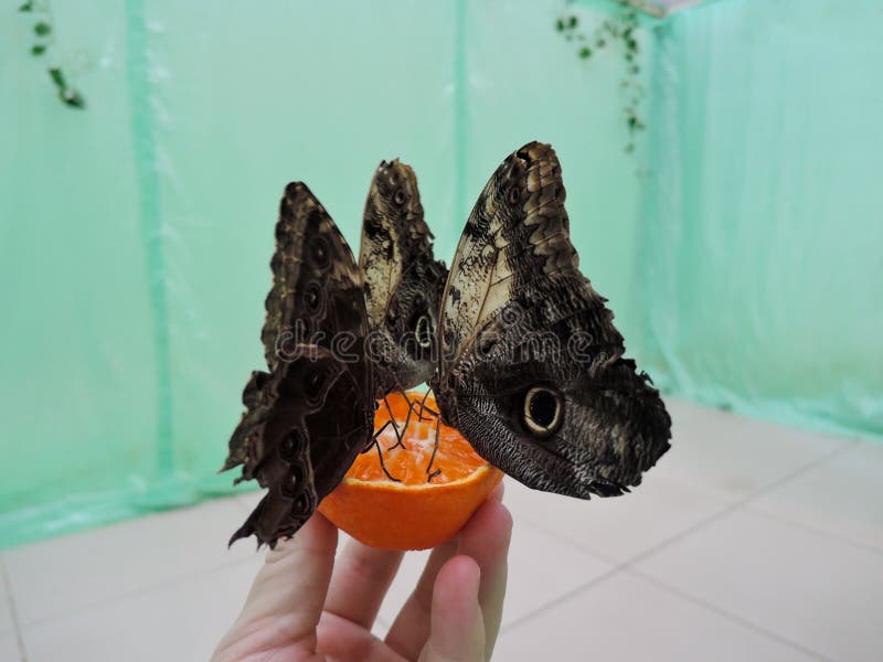 Butterflies are in the Hands of Girls with Glittering Lights Sweet ...