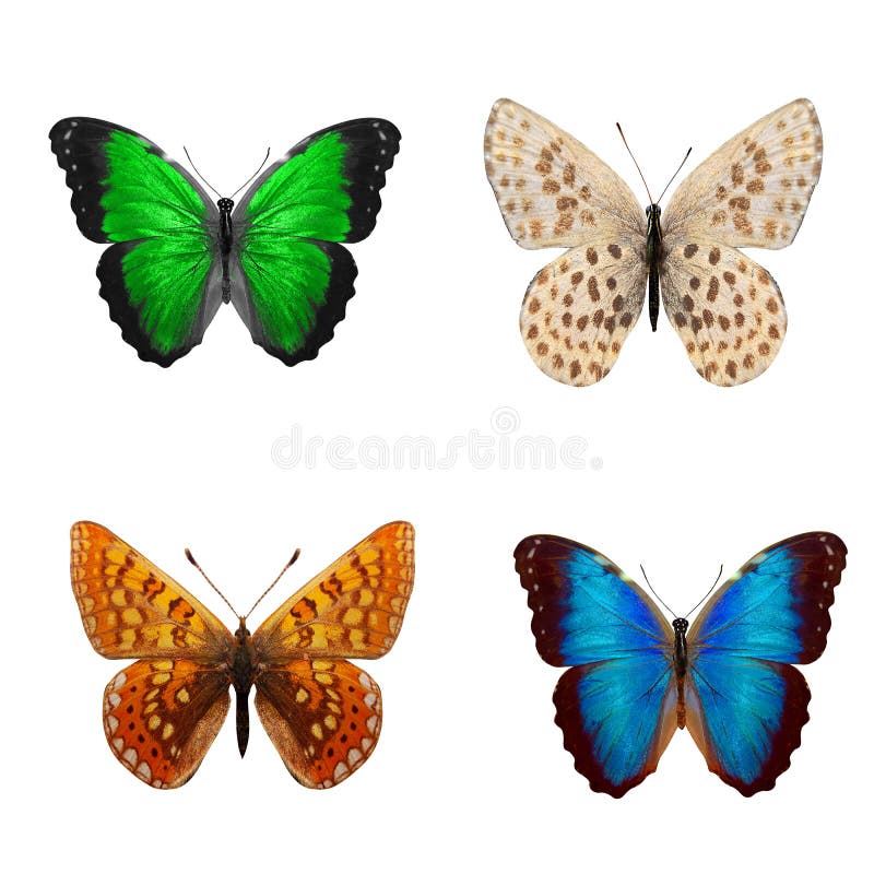 Tropical Butterflies Isolated on White Stock Photo - Image of orange ...