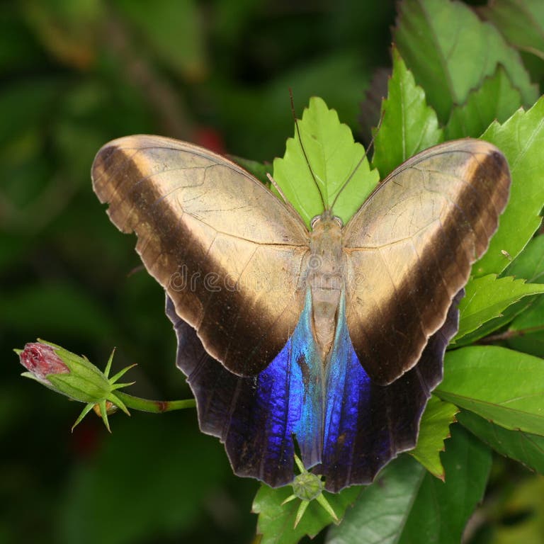 Tropical butterfly stock image. Image of leaf, jungle - 1121243