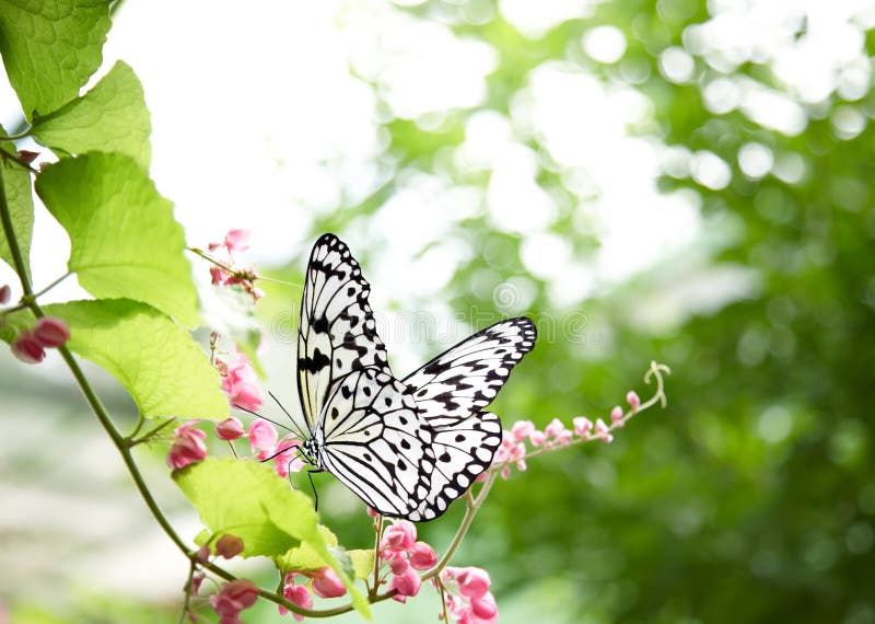 Tropical butterfly stock photo. Image of plant, green - 12482650
