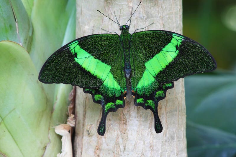 Tropical butterfly stock image. Image of detail, beautiful - 17996469