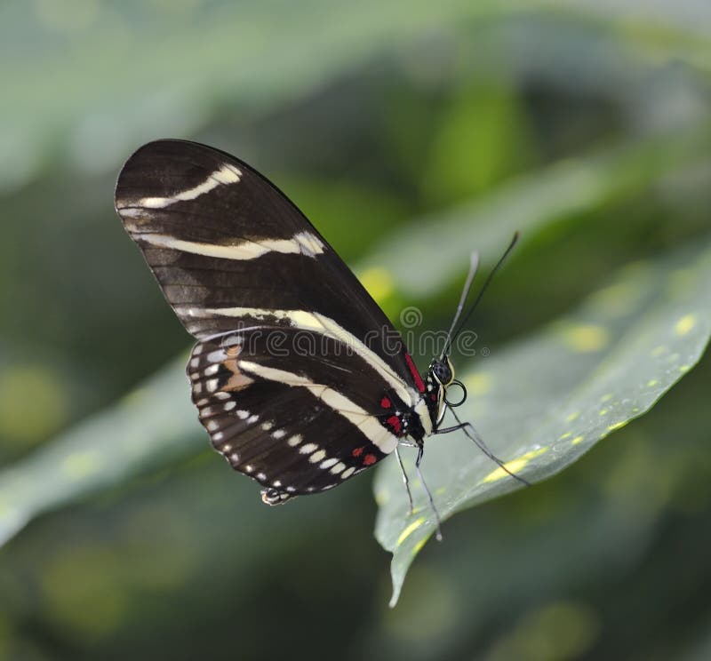 Zebra Longwing (Heliconius Charitonius) Butterfly Stock Image - Image ...