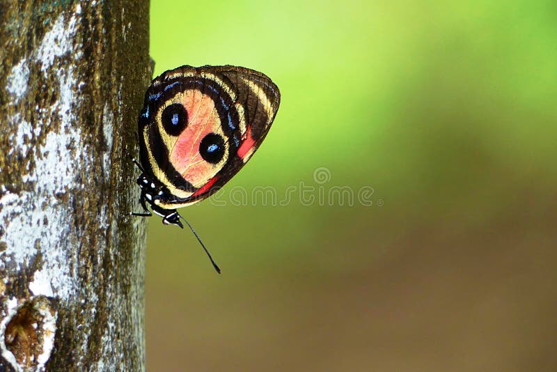Tropical Butterfly Callicore Pitheas Stock Photo - Image of nature ...