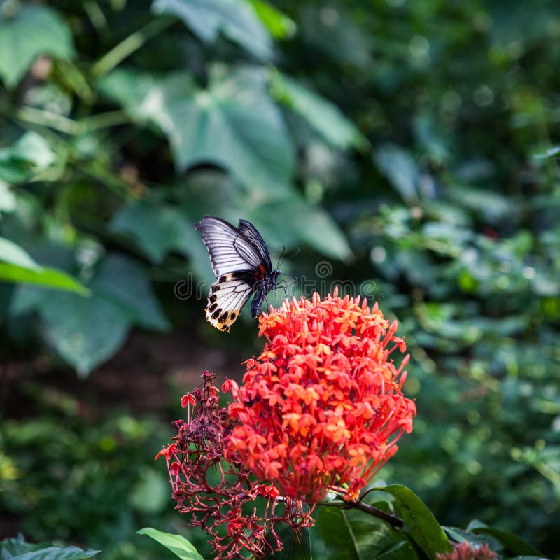 Tropical Butterfly Feeding on Spring Day Against Flowers. Stock Image ...
