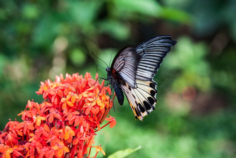 Tropical Butterfly Feeding on Spring Day Against Flowers. Stock Photo ...