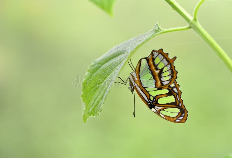 Butterfly Hiding Under Leaf Stock Photos - Free & Royalty-Free Stock ...