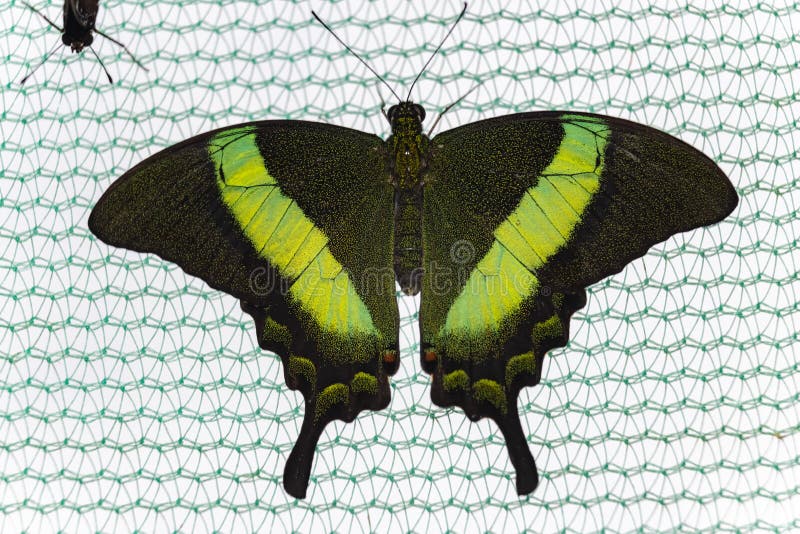 Tropical Butterfly Palinurus Stock Photo - Image of black, creature ...