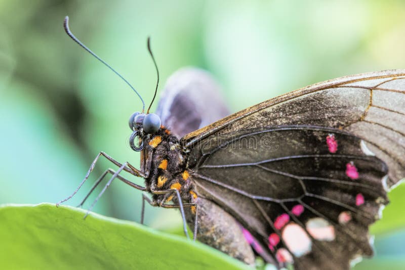 Tropical Butterfly (Parides Iphidamas) Stock Photo - Image of animal ...