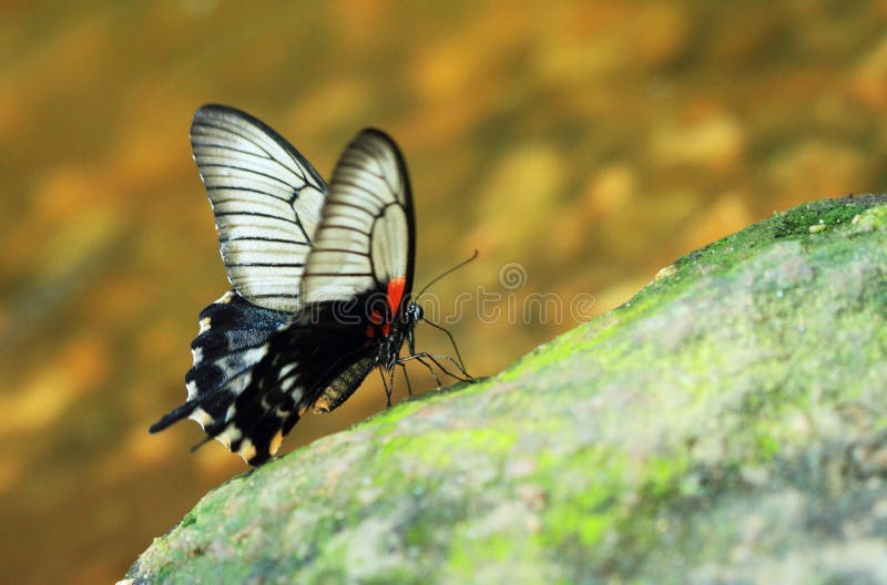 Tropical Butterfly on Stone Stock Photo - Image of photomodel, wildlife ...