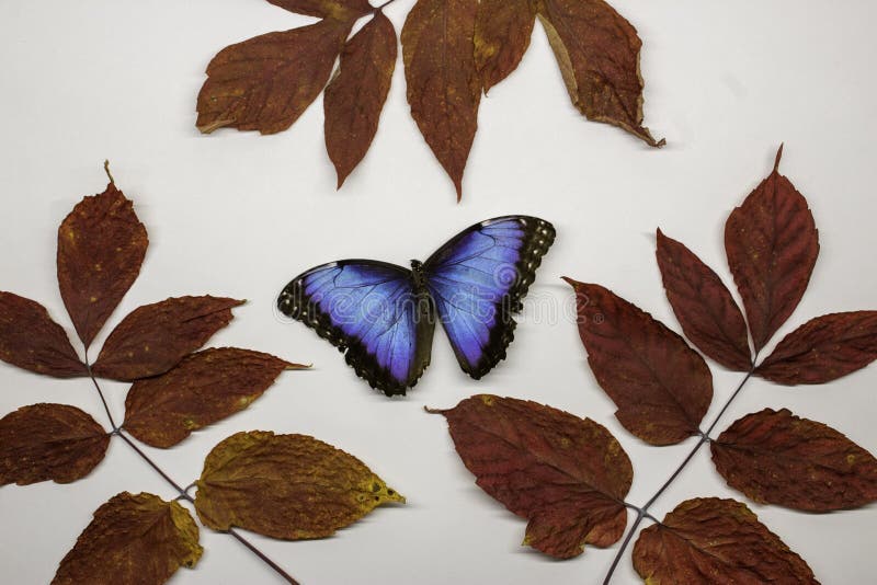 Dry leaf butterfly stock photo. Image of mimic, insect - 117872