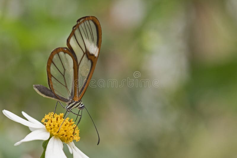 Tropical Butterfly with Transparent Wings Stock Photo - Image of insect ...