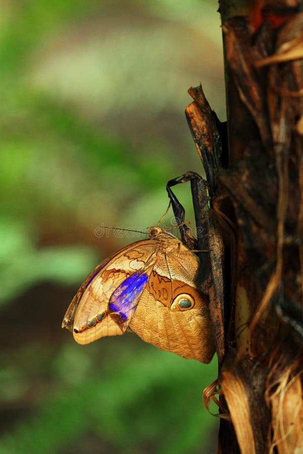 Tropical butterfly on tree stock photo. Image of butterfly - 138052678