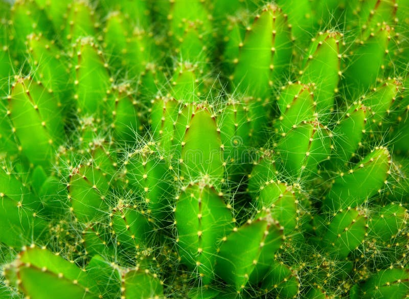 Tropical cactus stock image. Image of flower, growth - 11601423