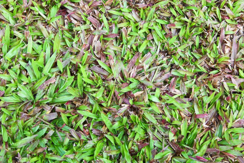 Carpet grass stock image. Image of nature, clean, backdrop - 20722517