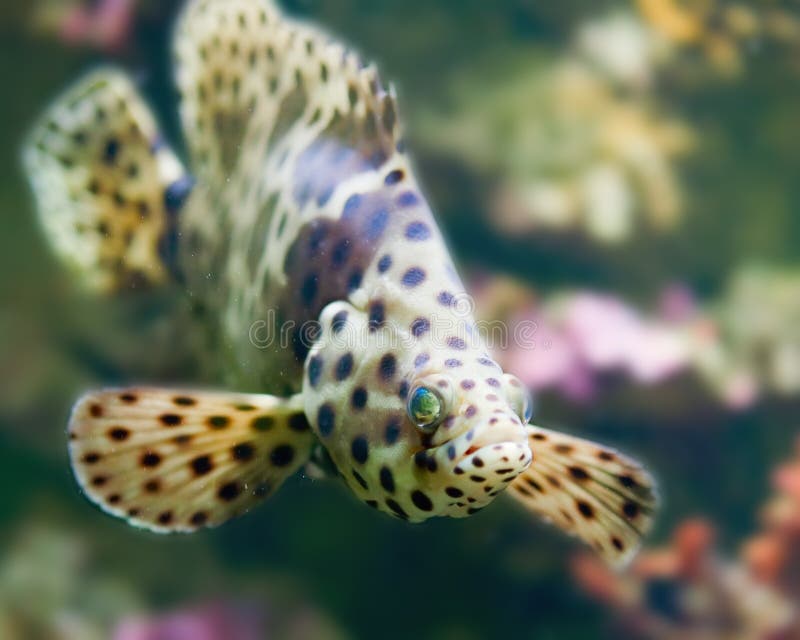 Tropical catfish stock photo. Image of aquarium, surgeon - 12772734