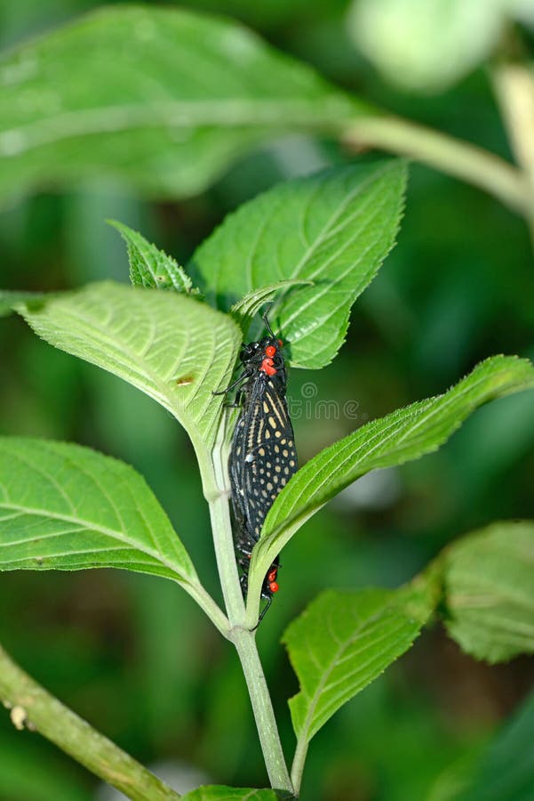 Tropical cicadas stock photo. Image of nature, macro - 31061762