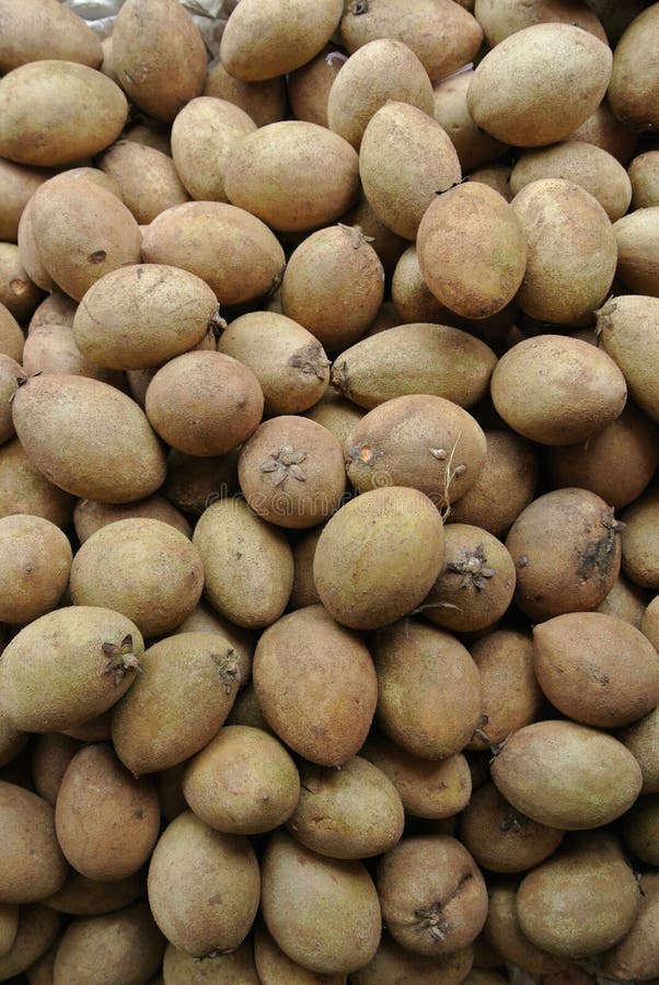 Tropical Ciku Fruits stock image. Image of tropical, nutrition - 5900341