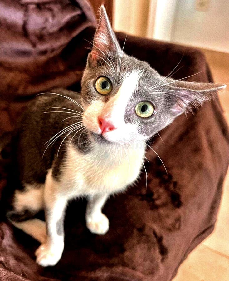 The cat stock photo. Image of cancun, tropical, city - 337041096