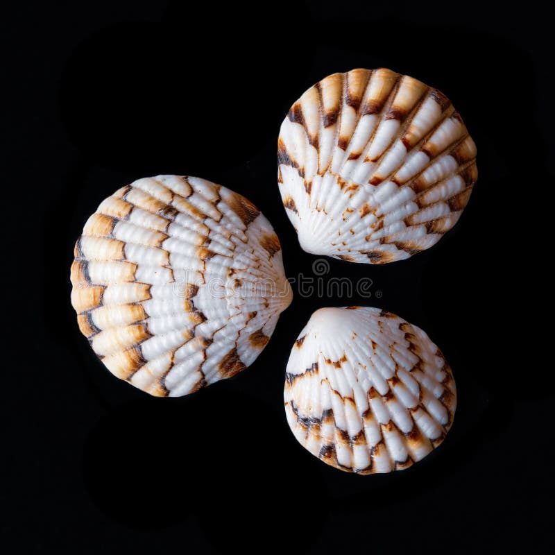 Tropical Seashells stock image. Image of mollusk, cephalopod - 180646433