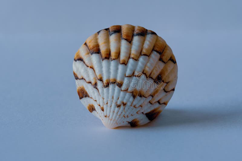 Tropical Shell stock photo. Image of pacific, panoramic - 180393622