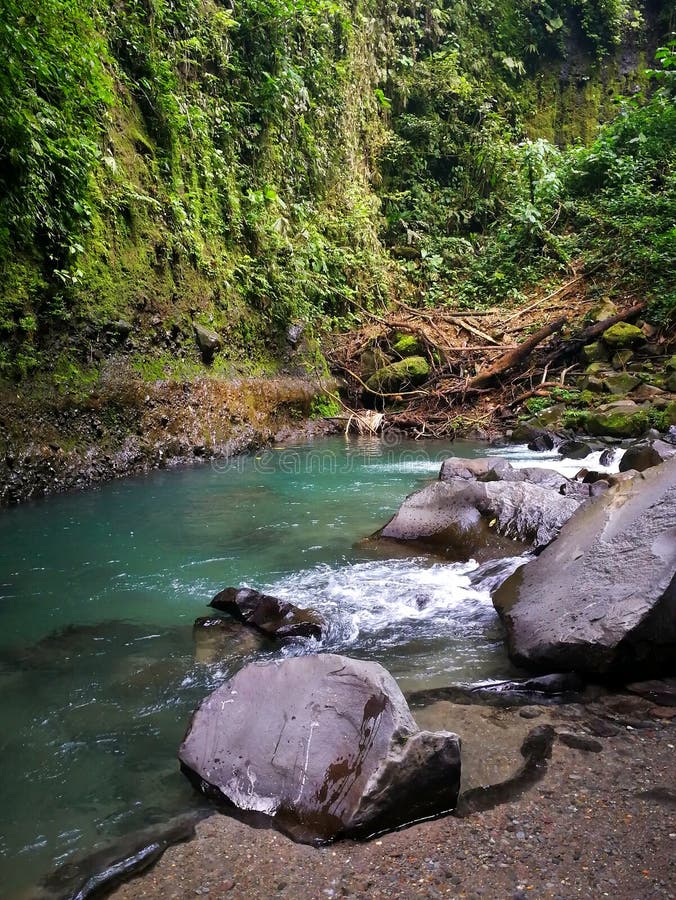 A Stream in the Rainforest stock image. Image of forest - 2072973