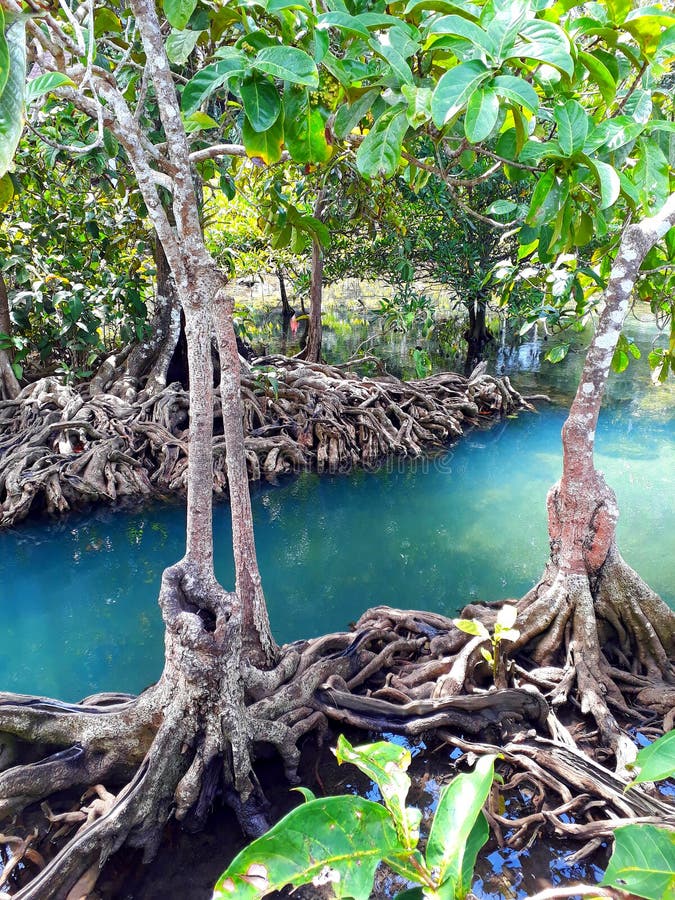 Tropical Clear Stream in a Rainforest Stock Photo - Image of stones ...